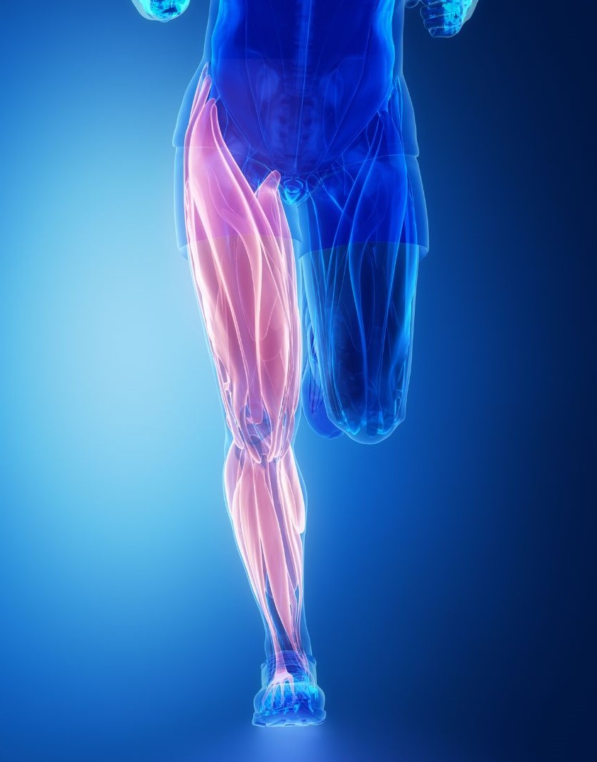 Leg Injury Treatment in Coventry, Treatment Hamstring Injury & Shin ...